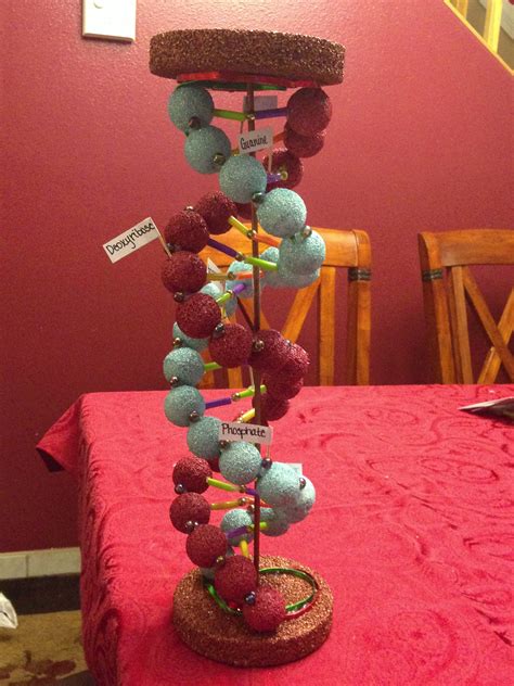 Dna Model Project Ideas