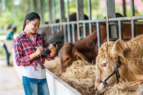 Asian Young Farmer Woman With Tablet Pc Computer And Cows In Cowshed On