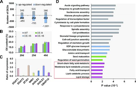 Comparative Transcriptomic Analysis Of Developing Seeds Between The Oe Download Scientific