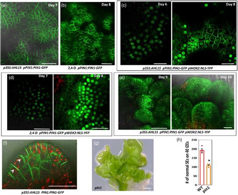 Expression And Localization Of Pin1 During Ahl15 And 2 4 D Induced Se Download Scientific