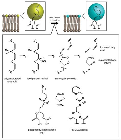 Oxidation Dependent Modification Of The Polar Heads Of Lipids Pe Mda