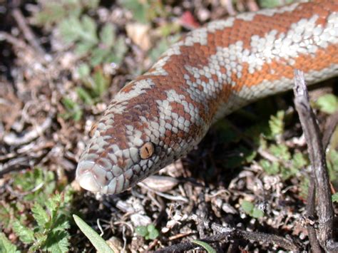 Rosy Boa ~ Snakes