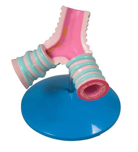 Asthma Bronchi Model Bsi Catalog