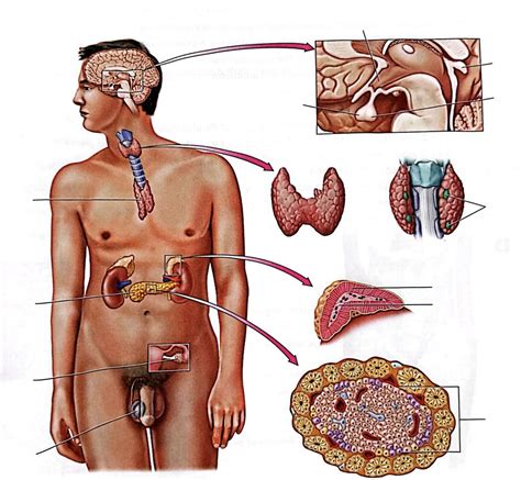Endocrine System Diagram Quizlet Endocrine System Diagram Quizlet