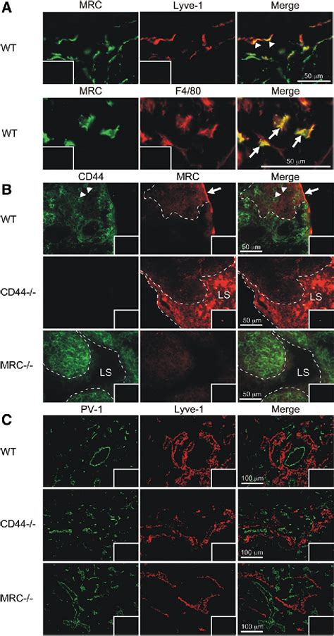 Figure 2 From Cd44 Binds To Macrophage Mannose Receptor On Lymphatic