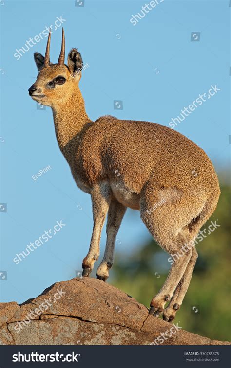 Small Klipspringer Antelope Oreotragus Oreotragus On库存照片330785375