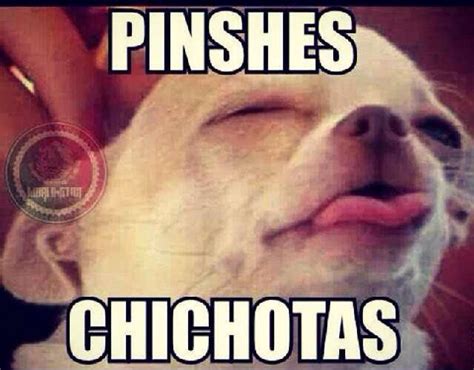 Pinches Chichotas