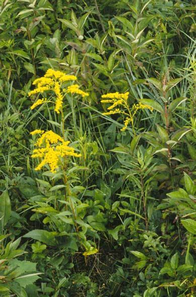 Common Names Solidago Juncea Knowyourweeds