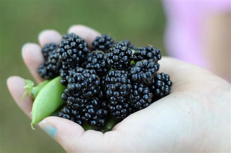 Fruit Food Nature Free Image Download