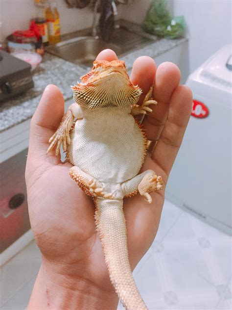 Cute Bearded Dragons