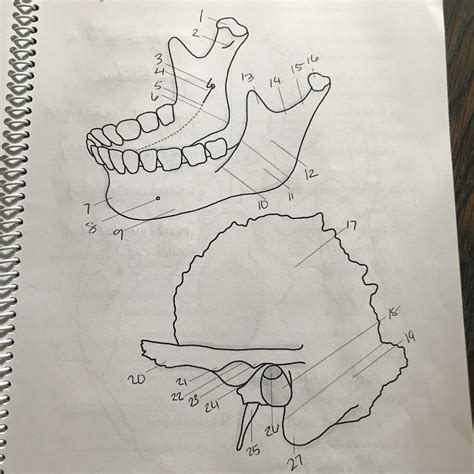Detailed Views Of Mandible And Temporal Bone Diagram Quizlet