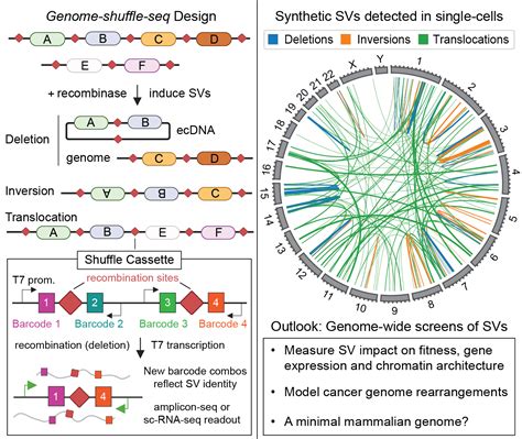 Decoding Structural Variants In Single Cells With Genome Shuffle Seq Biopatrika