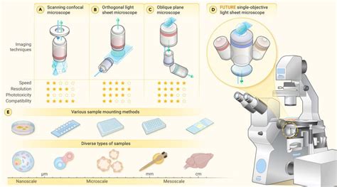 The Innovation：a Cell Press Partner Journal On Linkedin Light Sheet Fluorescence Microscopy