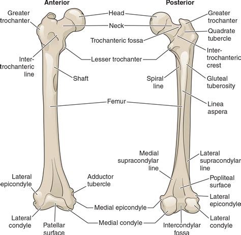 Fossa Trocanterica Do Femur Trocânter Maior Do Fêmur Anatomia Dor