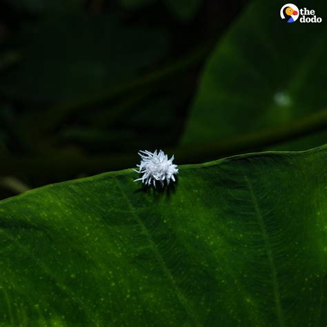 The Dodo Can You Identify This Bug Facebook