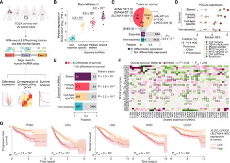 Transcriptome Scale Rna Targeting Crispr Screens Reveal Essential