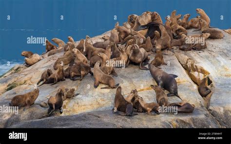 Large Male And His Harem Of Steller Sea Lions Eumetopias Jubatus