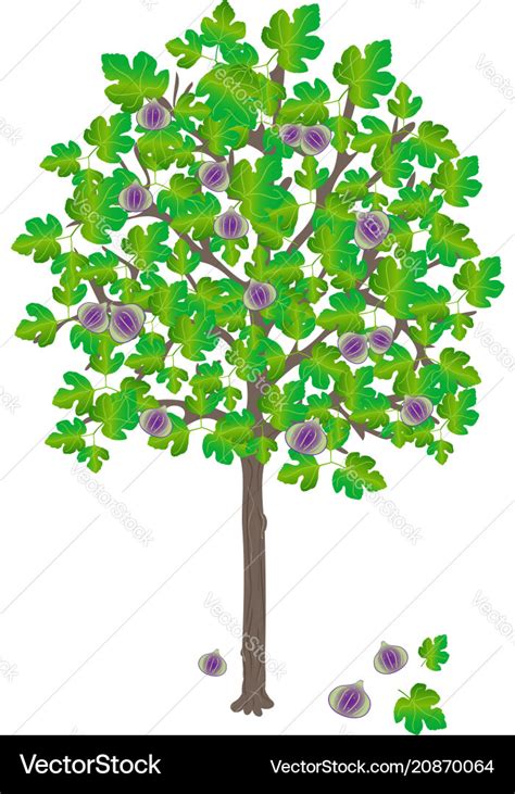 Fig Tree Royalty Free Vector Image Vectorstock