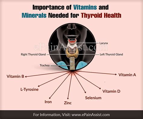 Understanding The Importance Of Thyroid Vitamins