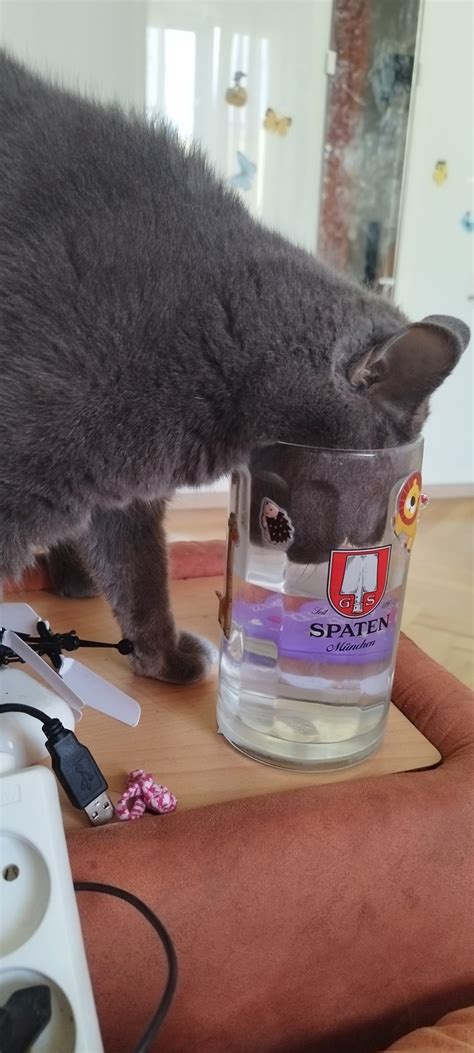 Котик пьет пиво Пикабу