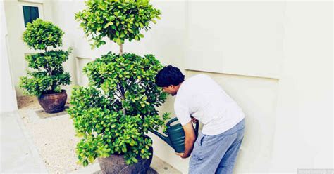 Can I Keep A Juniper Bonsai Indoors Bonsai Tree Help