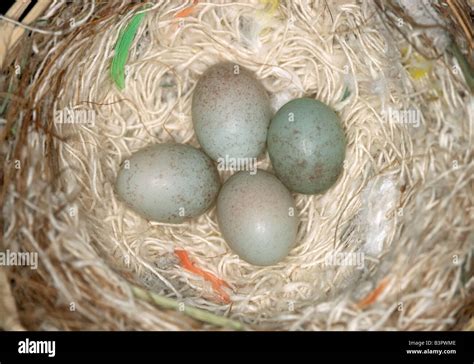Domestic Canary Nest With Four Eggs Stock Photo Alamy
