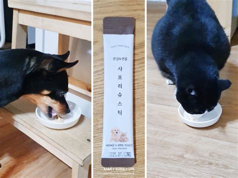 샤프리슈 간편하게 관리하는 관절강아지 관절 영양제 고양이영양제 네이버 블로그