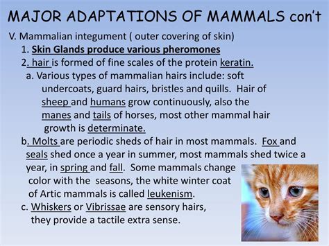 Ppt Mammal Notes Powerpoint Presentation Free Download Id2086630