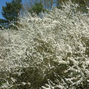 UK Hedging Tree Plant Supplier Scotland ScotPlants Direct UK
