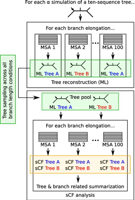Overview Of Our Analysis Setup For Each Rate Heterogeneity Parameter Download Scientific