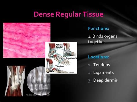 Functions Of Connective Tissue Bind Structures Provide Support