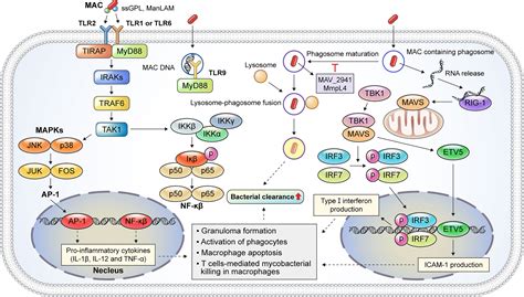 Frontiers Modulating Macrophage Function To Reinforce Host 58 Off