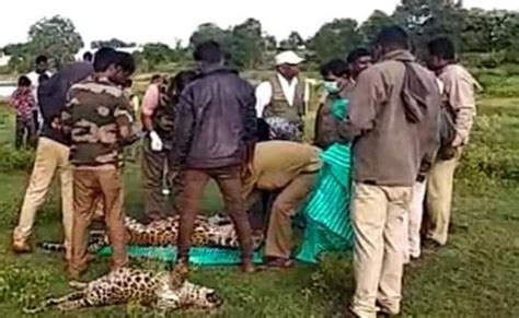 Leopard 4 Month Old Cubs Found Dead In Karnataka Village