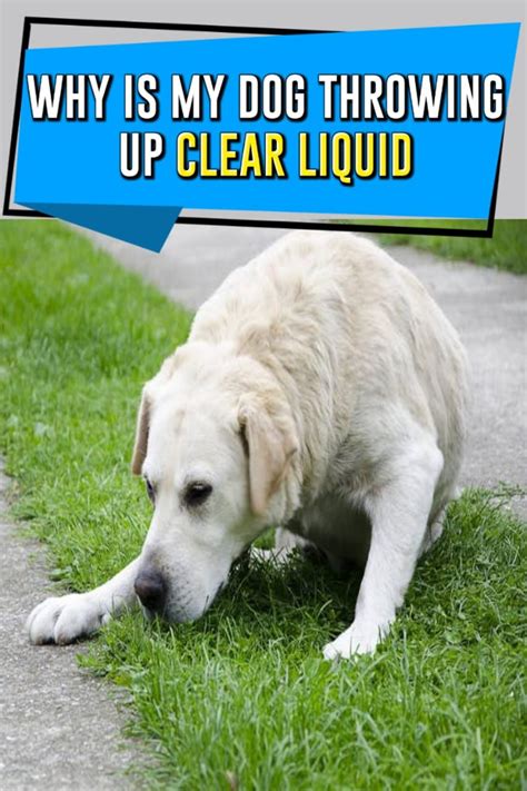 Why Is My Dog Throwing Up Clear Liquid Solution Pet Care Artofit