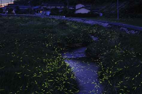 Beautiful Pictures Sexual Communication Male Fireflies Flashing At Females