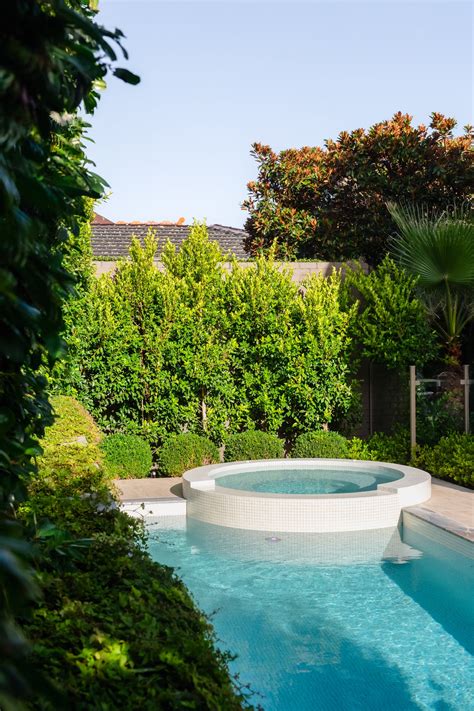 Topiary Trees Evergreen Trees Direct