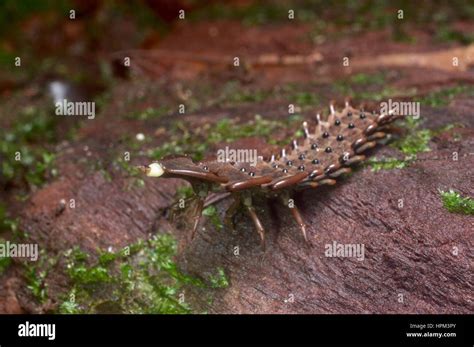 A Female Trilobite Beetle Platerodrilus Sp On A Log In The