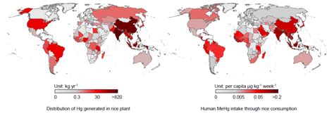 Global Mercury Cycle And Human Health The Role Of Rice Research