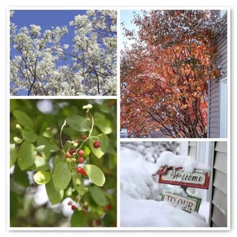 Types Of Trees Native To Connecticut To Plant Or Admire