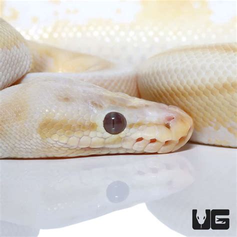 Baby Bumblebee Butter Enchi Ball Python For Sale Underground Reptiles