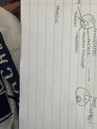 Biology Ch 8 Quiz Flashcards Quizlet