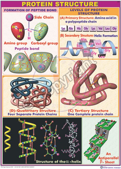 Protein Structure Chart At ₹ 320 Piece Bio Chemistry Bio Technology And Biosynthesis Charts In