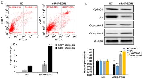 Ezh2 Knockdown Inhibits Cell Viability And Induces Apoptosis A Ezh2