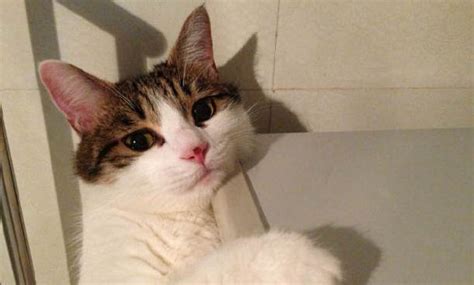 美侍宠物 专注宠物狗及宠物猫训练喂养医疗繁育品种价格