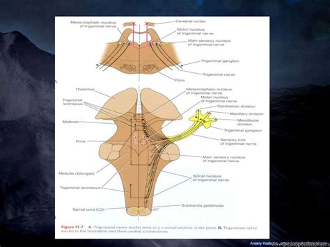 7 Anatomy Of Cranial Nerve In Snell Pptx Ppt Eye And Vision Conditions Diseases And 7 Anatomy Of Cranial Nerve In Snell Pptx Ppt Eye And Vision Conditions Diseases And