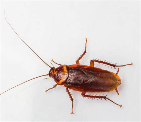 German Cockroach Extermination Pest Control Of Bed Bugs Fleas And