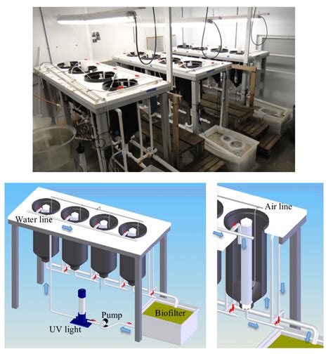 6 Small Experimental System Download Scientific Diagram