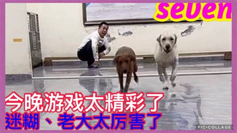 拉布拉多seven老四💕2023 5 8💕labrador Seven💕赛文一家 Seven老四小迷糊 💕queen Lee💕拉布拉多