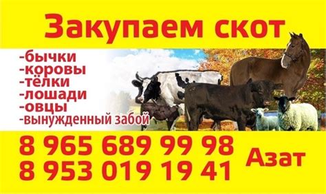 Закупаем Мелко Крупно рогатый скот Быки Коровы Тёлки Лошади овцы