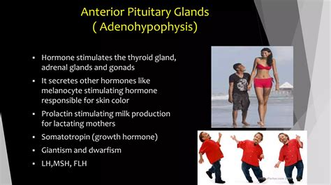 Endocrine System PPT
